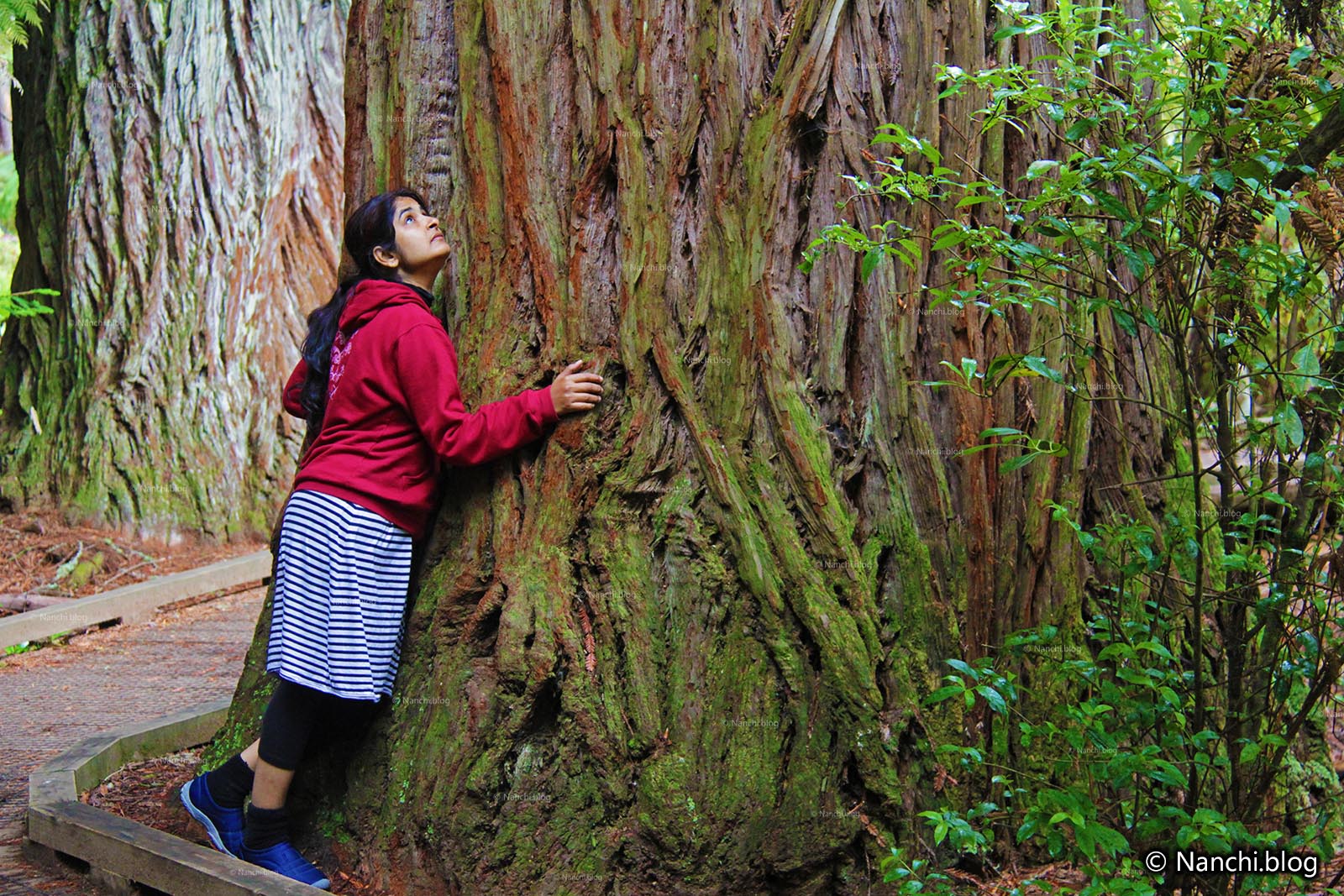 Nanchi’s Fun Facts Friday – Redwoods Forest, Whakarewarewa, Rotorua ...