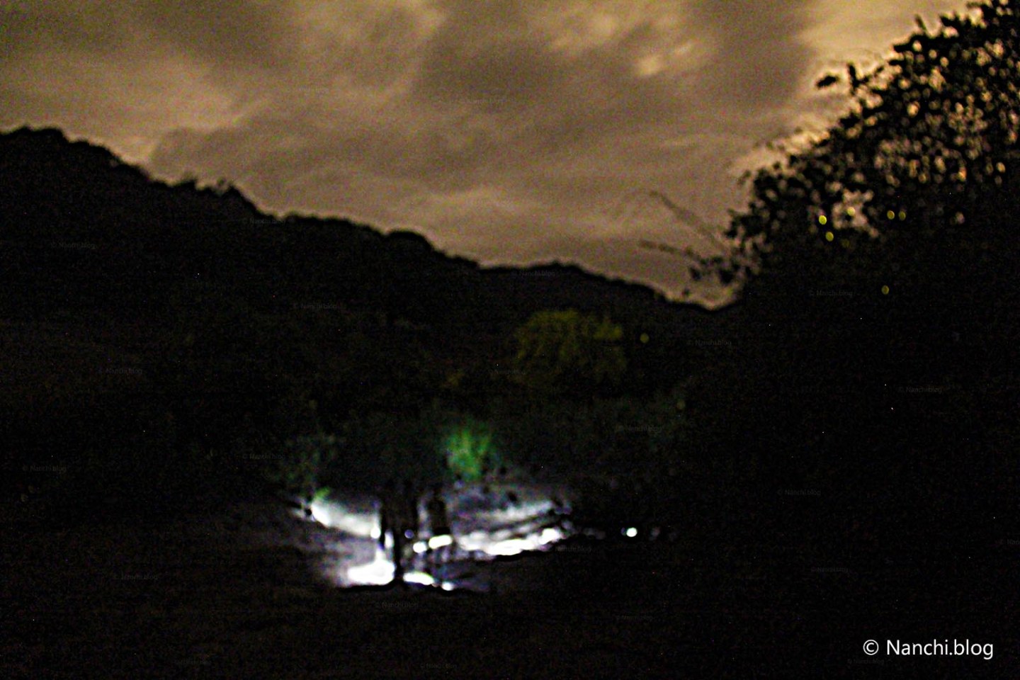 Fireflies Show – Light up the forest! – Nanchi.blog