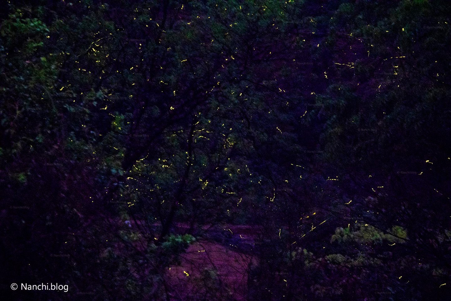 Fireflies Show – Light up the forest! – Nanchi.blog