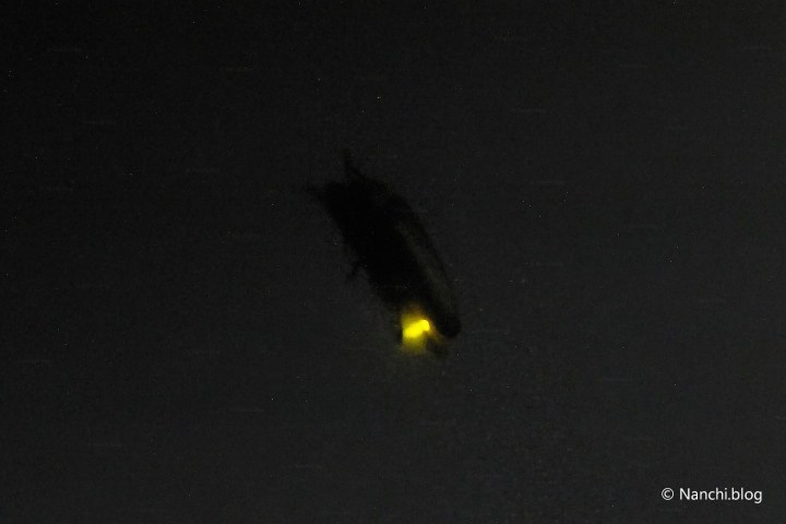 Fireflies Show – Light up the forest! – Nanchi.blog