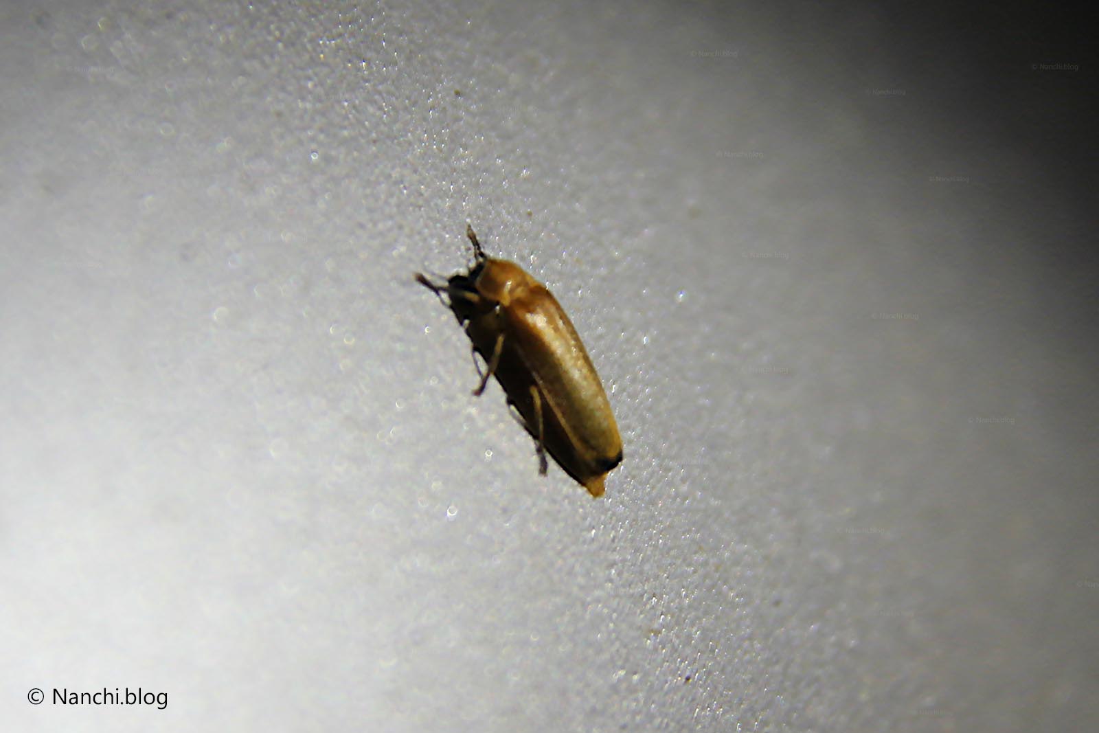 Fireflies Show – Light up the forest! – Nanchi.blog