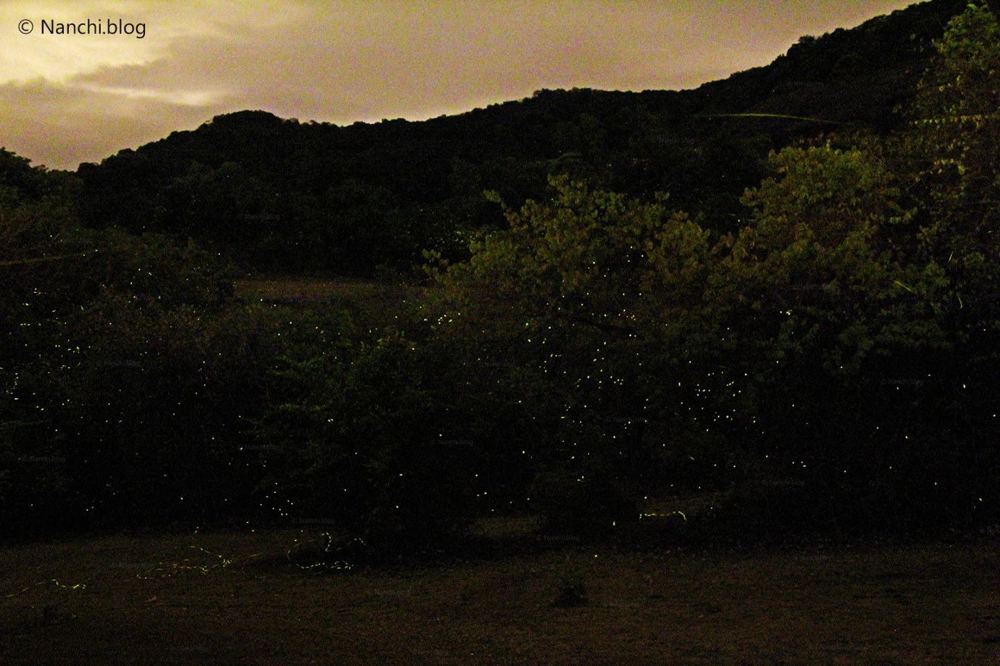 Fireflies Show – Light up the forest! – Nanchi.blog