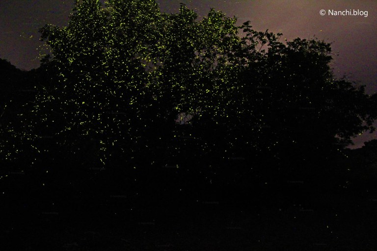 Fireflies Show – Light up the forest! – Nanchi.blog