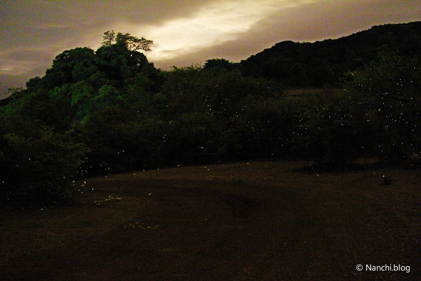 Fireflies Show – Light up the forest! – Nanchi.blog