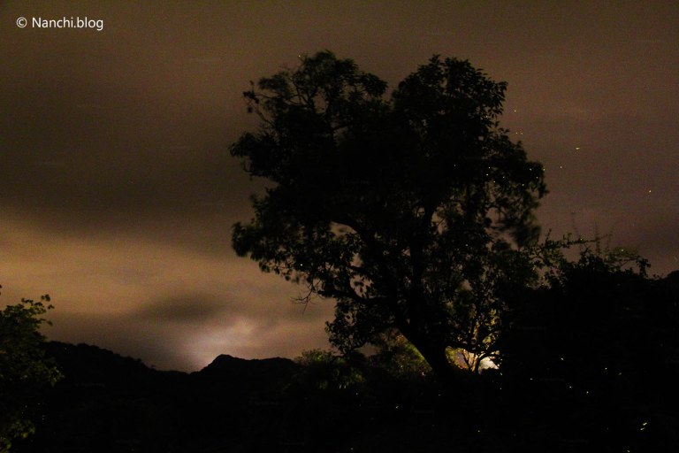 Fireflies Show – Light up the forest! – Nanchi.blog