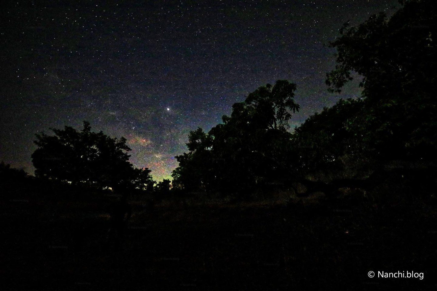 Fireflies Show – Light up the forest! – Nanchi.blog