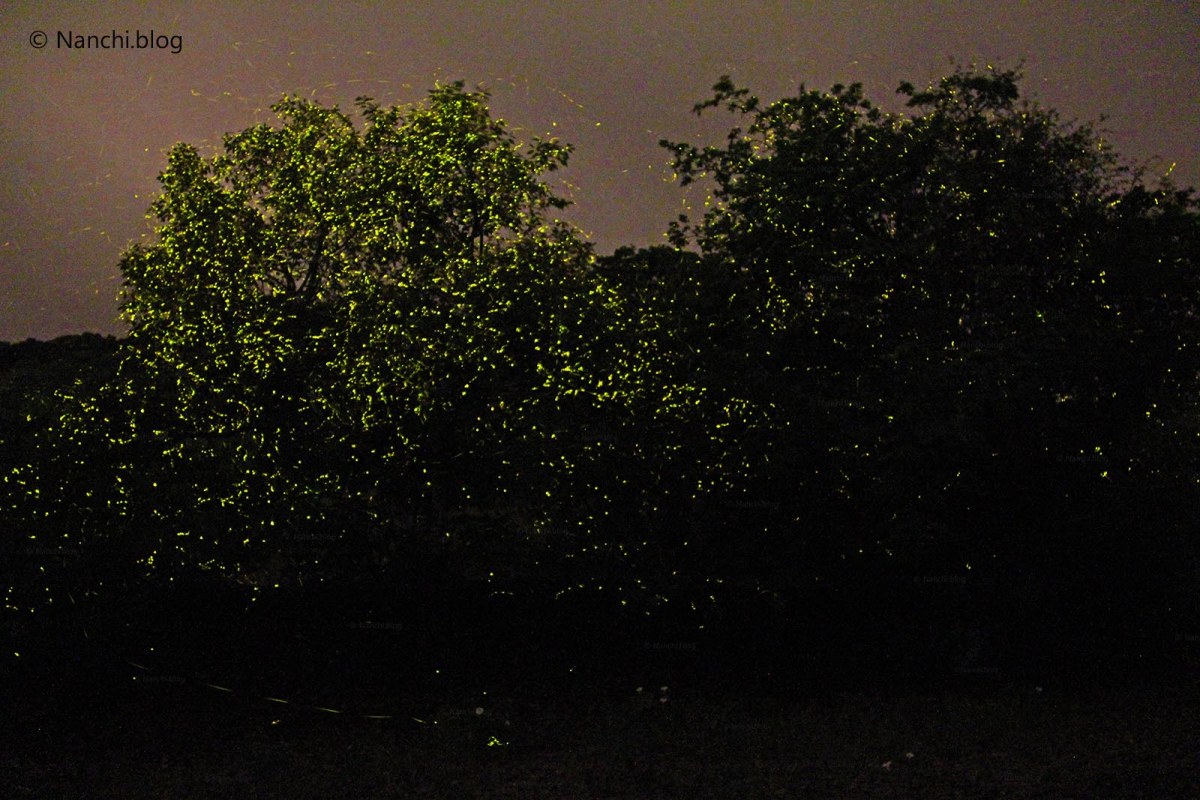 Fireflies Show – Light up the forest! – Nanchi.blog