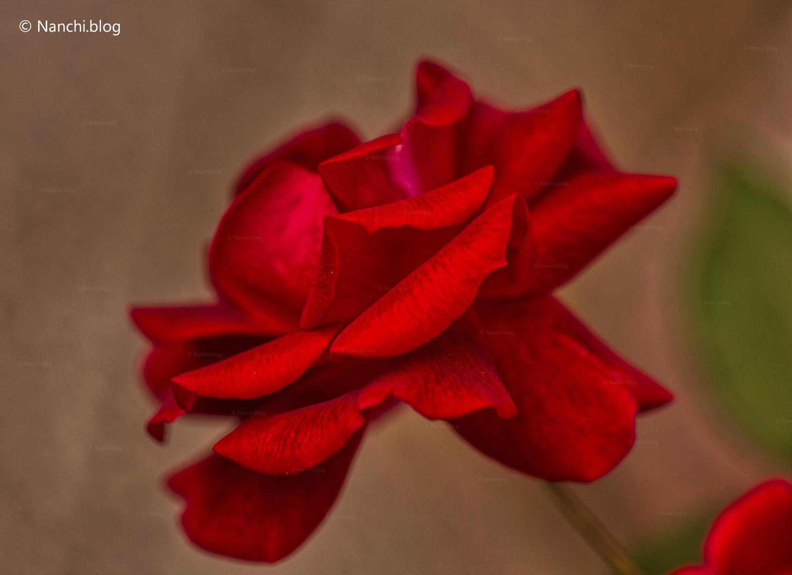 Spread the fragrance of happiness! – Nanchi.blog